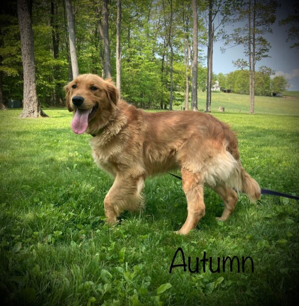 Golden Retriever Breeders in Maryland | Adult Dogs | Garrett County Goldens