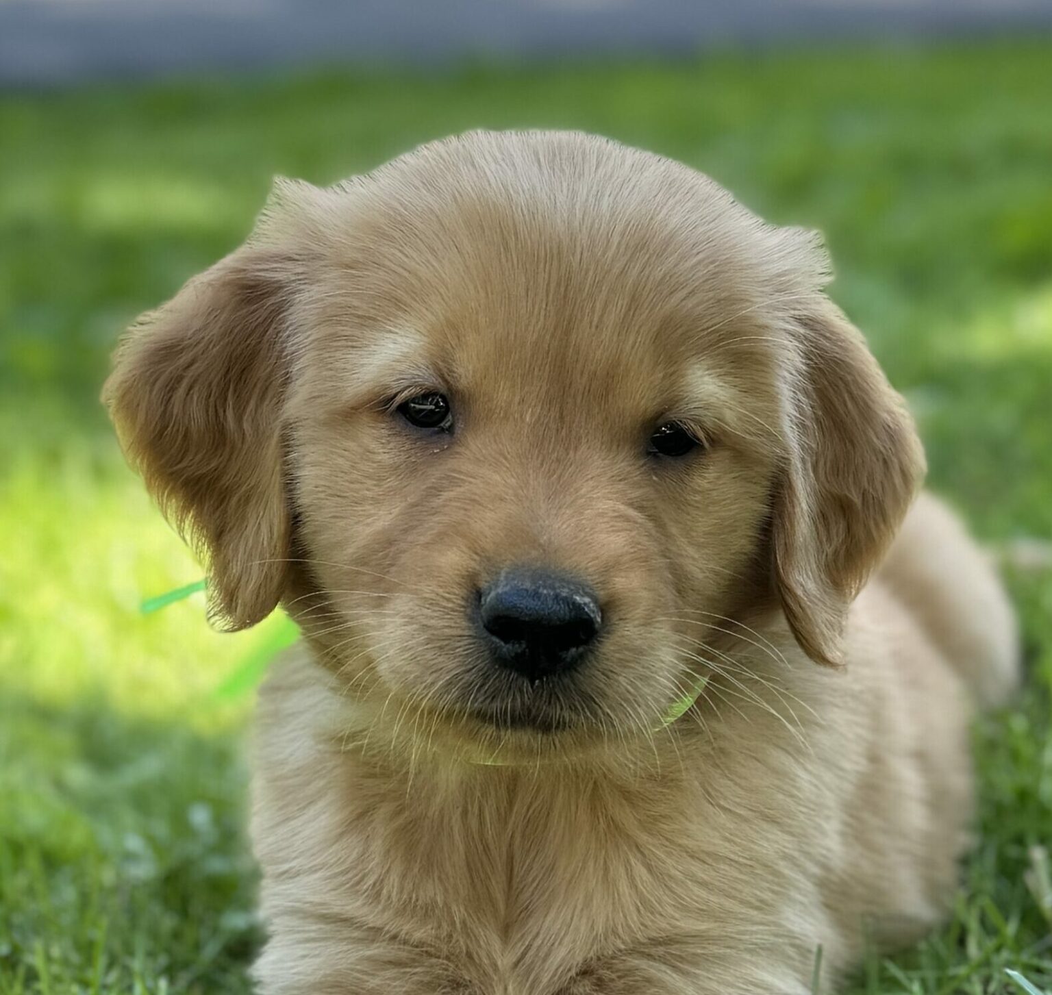 Golden Retriever Puppies For Sale in Ohio | Garrett County Goldens