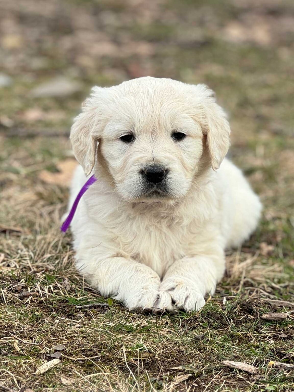 Golden Retriever Colors - Garrett County Goldens