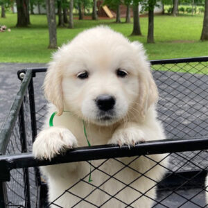 Golden Retriever Puppies For Sale in Ohio | Garrett County Goldens