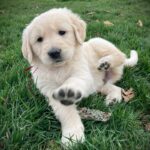 Golden Retriever Puppies For Sale | Garrett County Goldens | Maryland