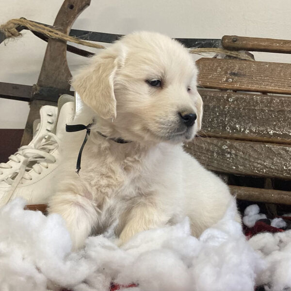 Golden Retriever Puppies For Sale | Garrett County Goldens | Maryland