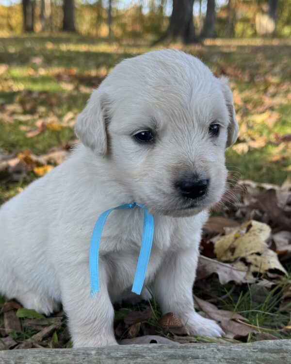 Golden Retriever Puppies For Sale | Garrett County Goldens | Maryland