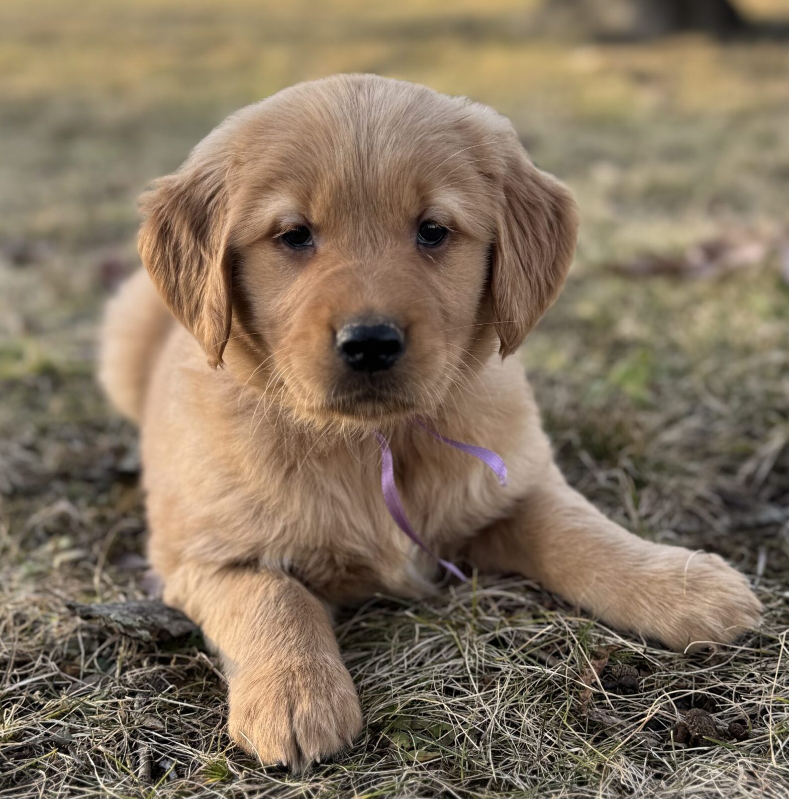 Golden Retriever Puppies For Sale | Garrett County Goldens | Maryland