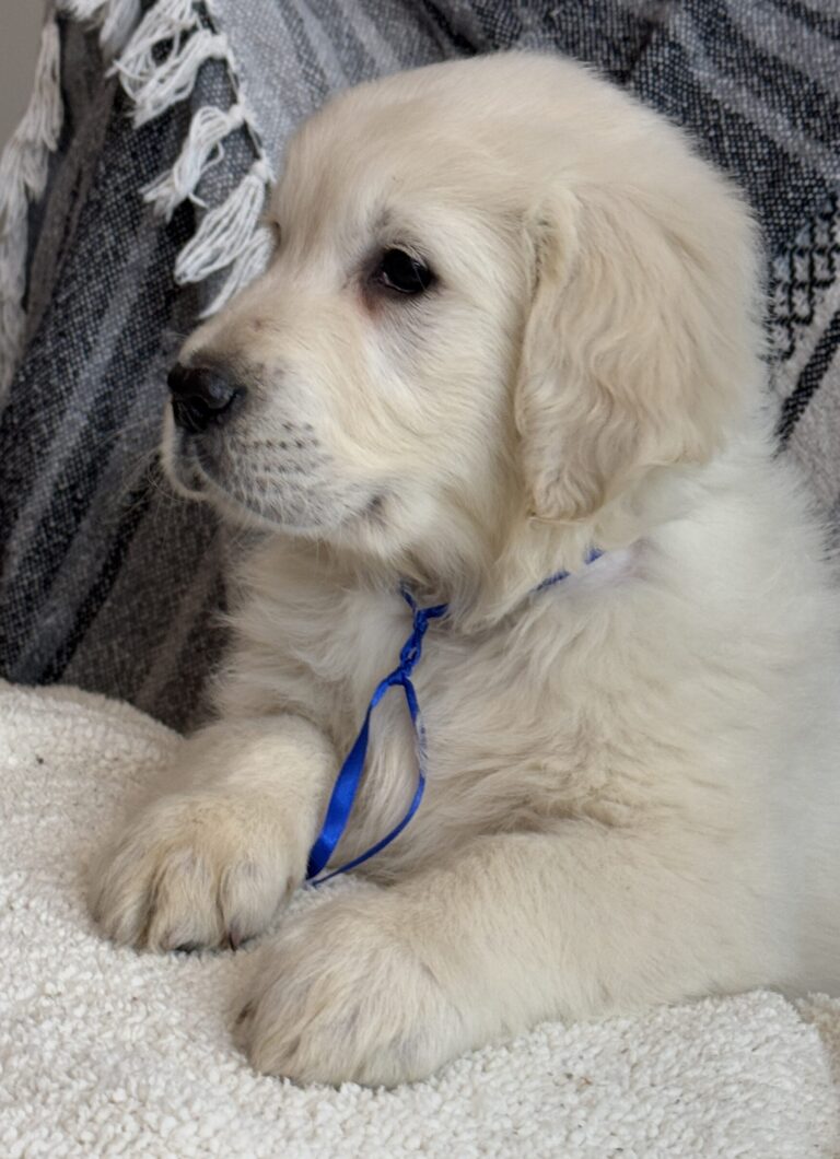 Golden Retriever Puppies For Sale | Garrett County Goldens | Maryland