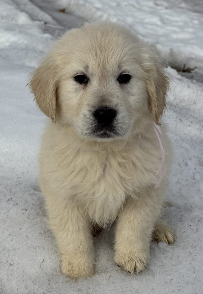 Golden Retriever Puppies For Sale | Garrett County Goldens | Maryland