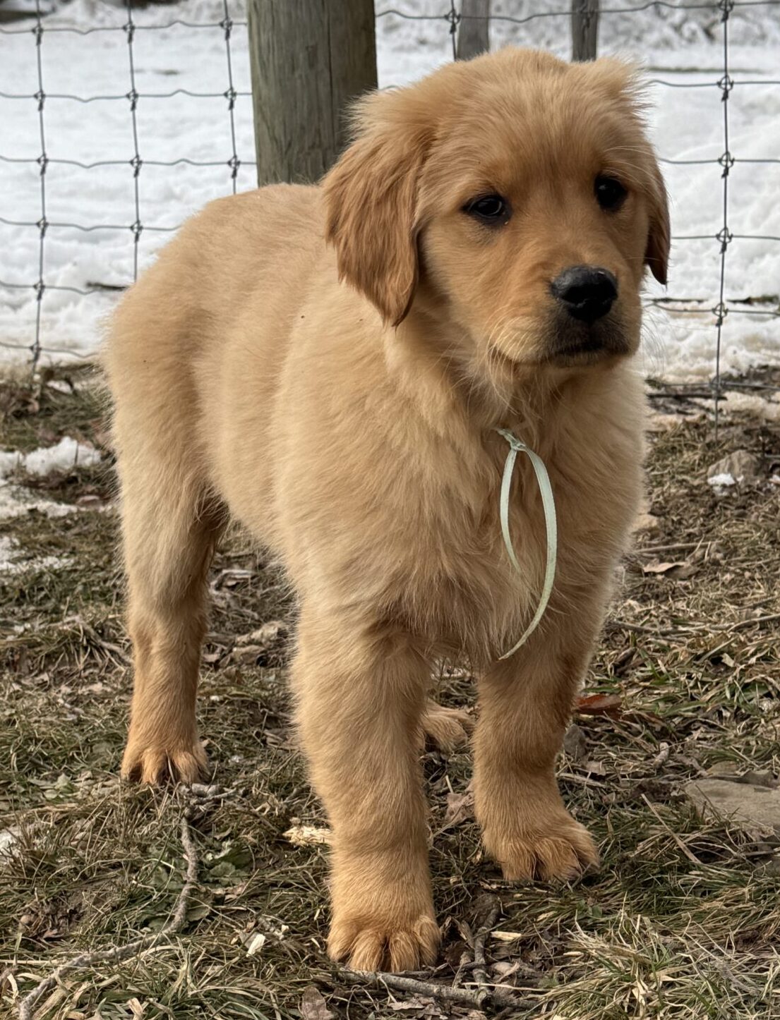Golden Retriever Puppies For Sale | Garrett County Goldens | Maryland