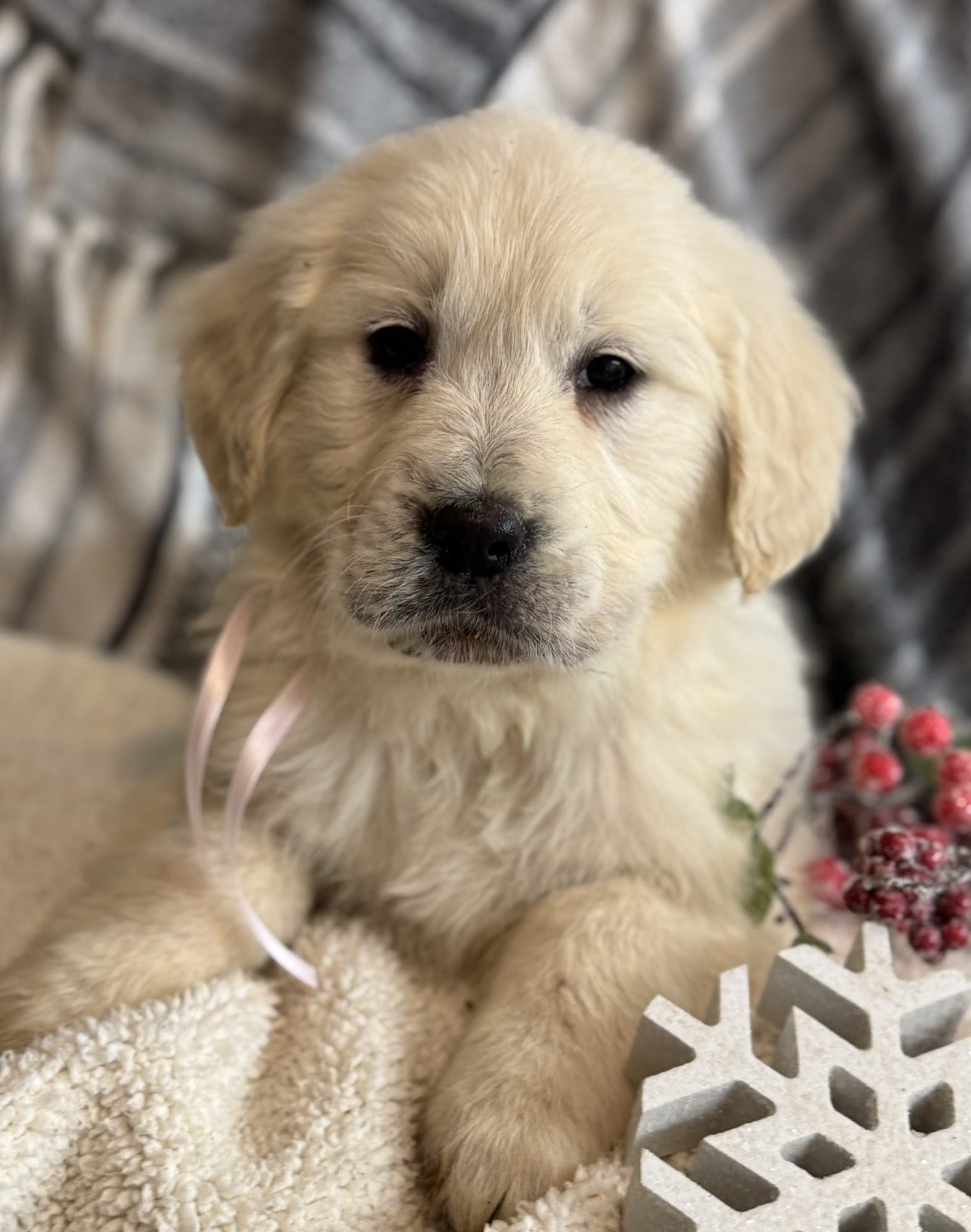 Golden Retriever Puppies For Sale | Garrett County Goldens | Maryland