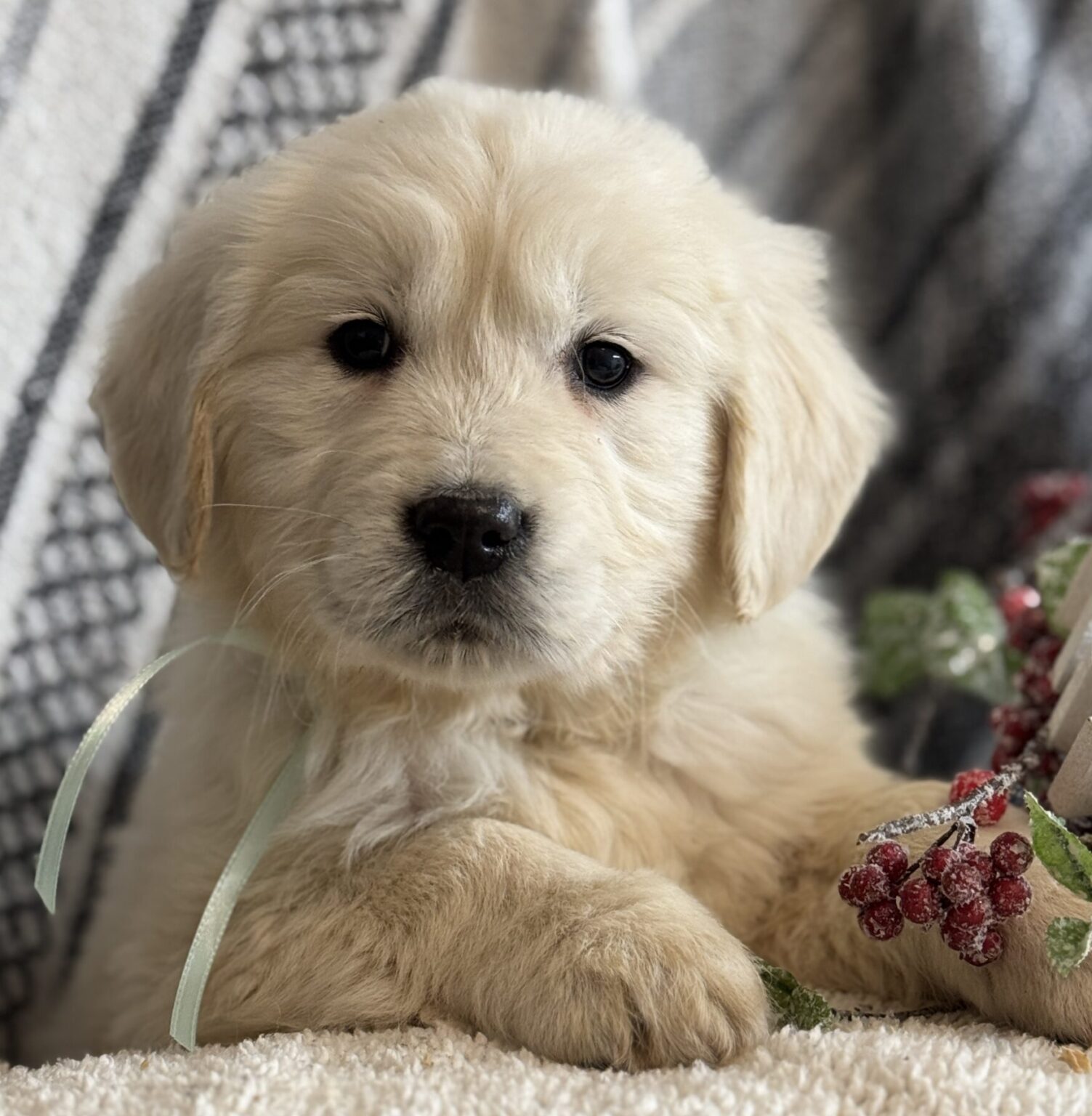 Golden Retriever Puppies For Sale | Garrett County Goldens | Maryland