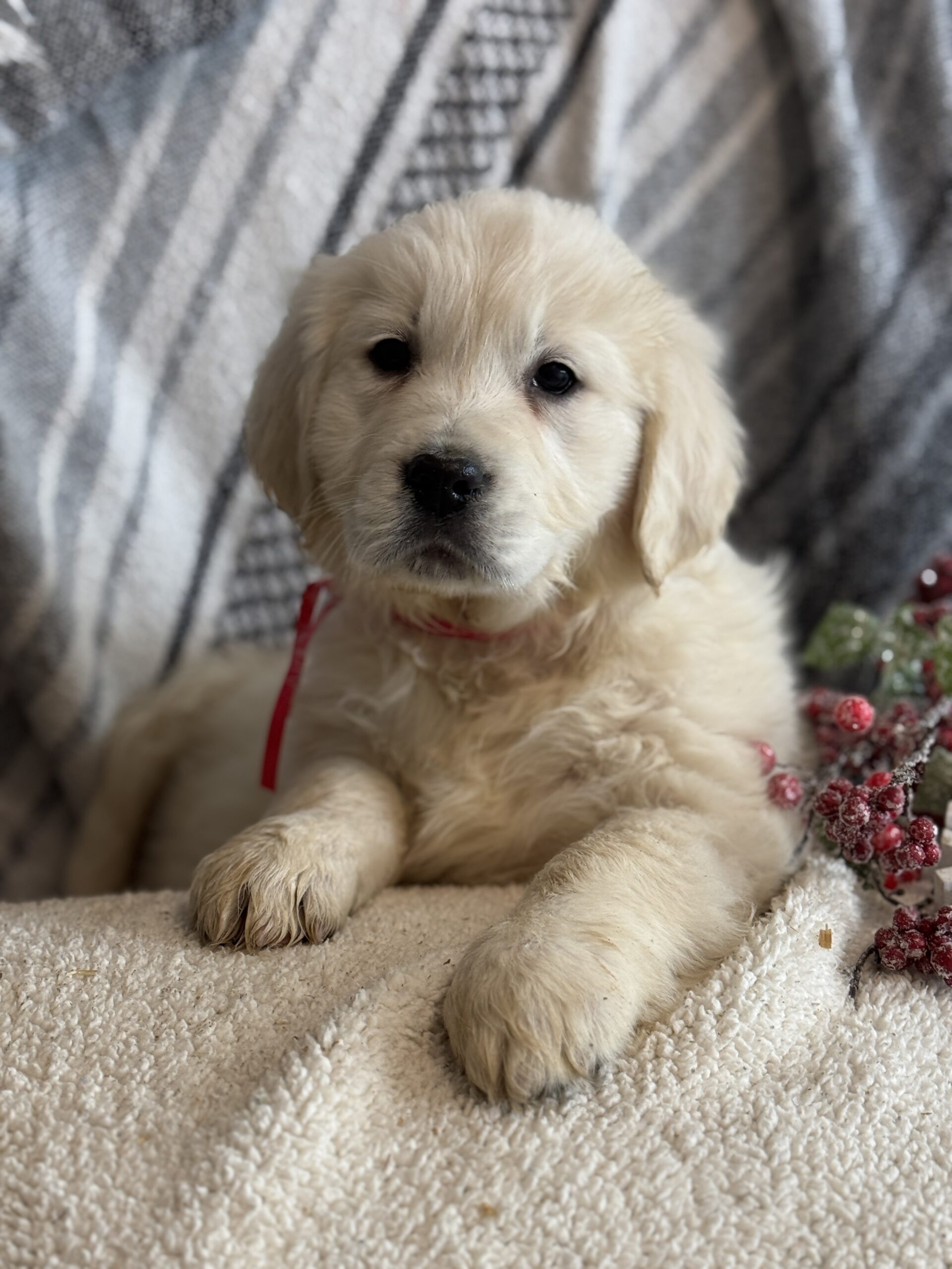 Golden Retriever Puppies For Sale | Garrett County Goldens | Maryland
