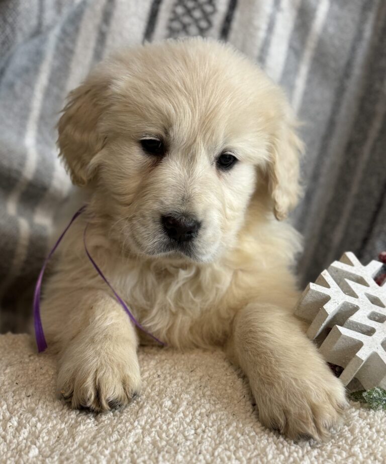 Golden Retriever Puppies For Sale | Garrett County Goldens | Maryland