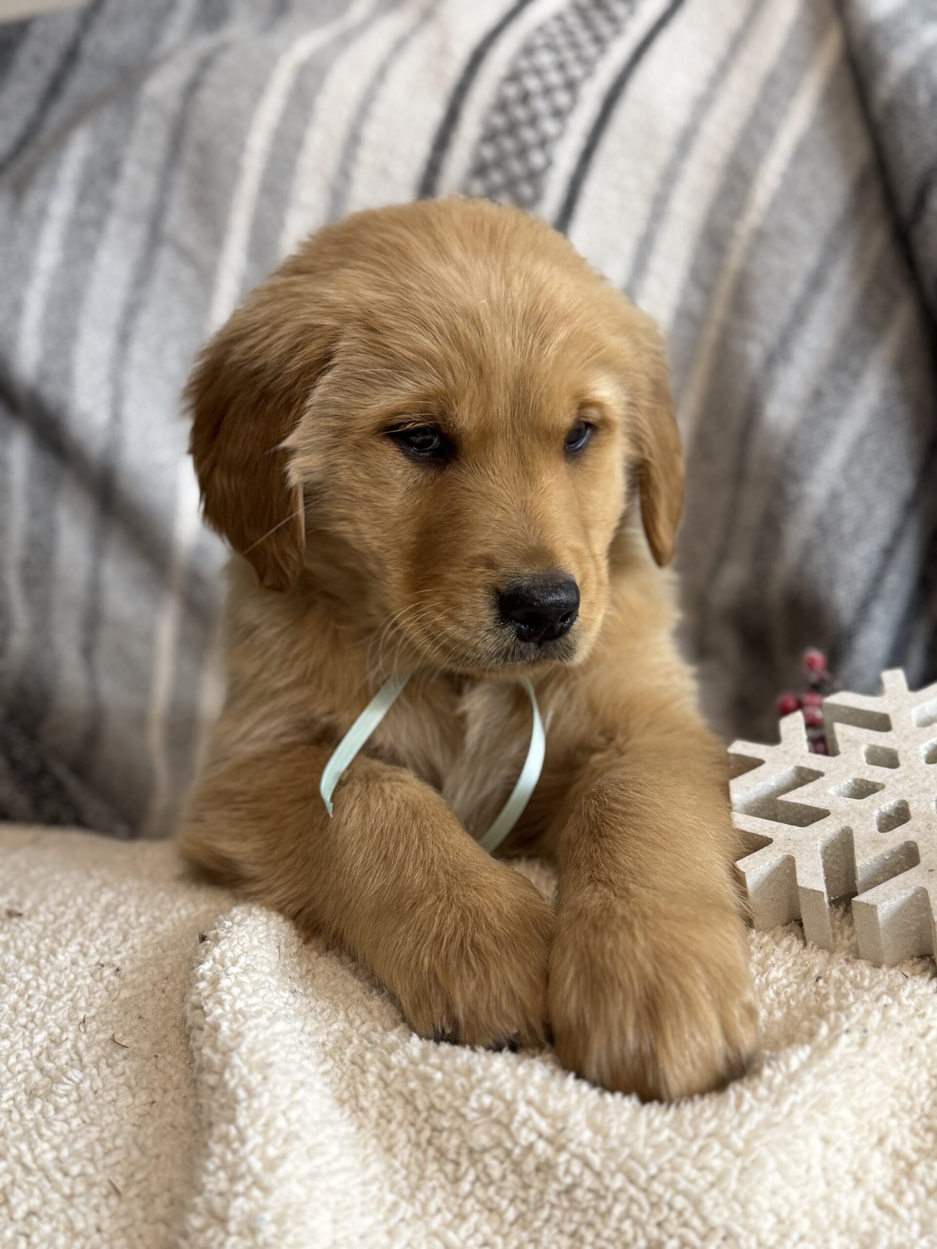 Golden Retriever Puppies For Sale | Garrett County Goldens | Maryland