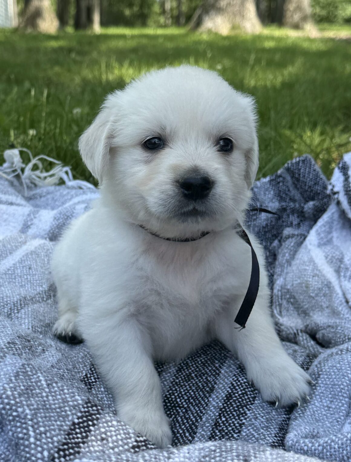 Golden Retriever Puppies For Sale | Garrett County Goldens | Maryland